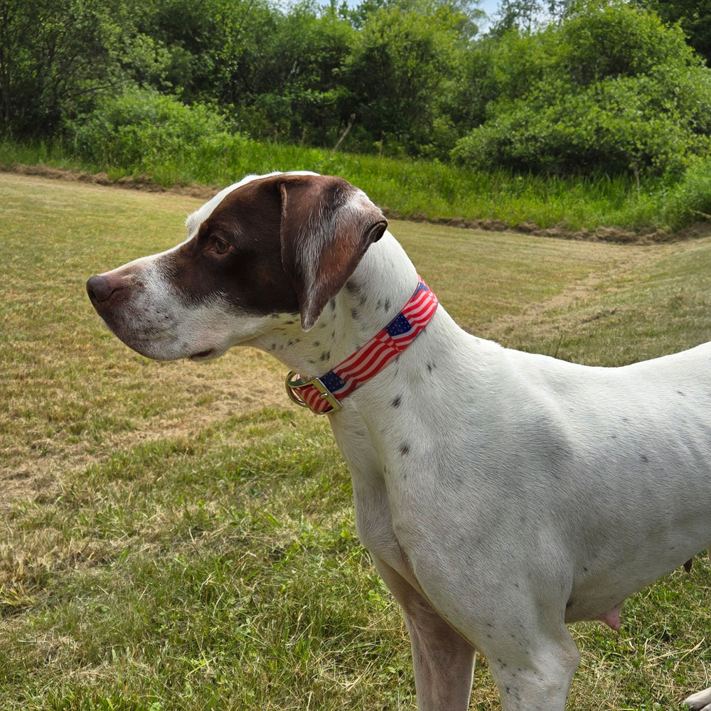 LCS Dayglo 1 Inch D-Ring American Flag Collar