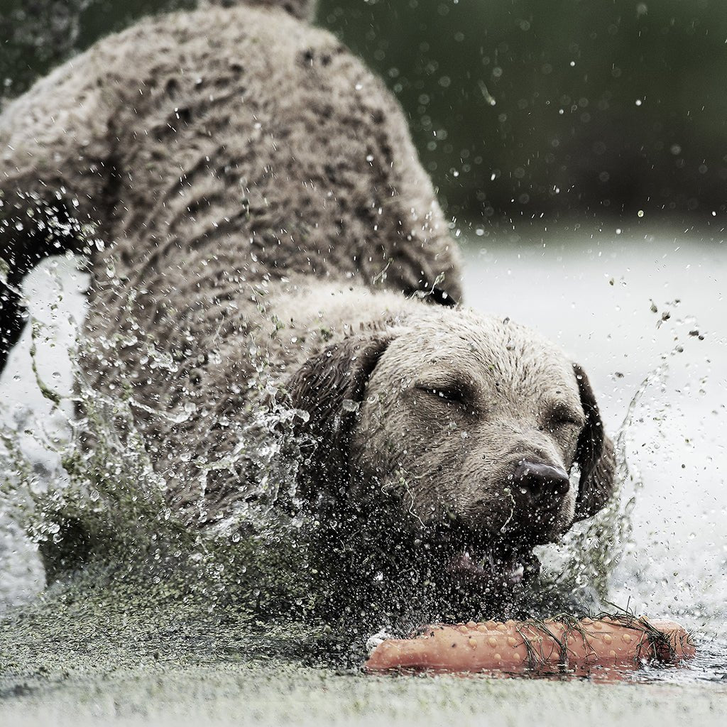 SportDOG 425S X-Series E-Collar - 500 Yard Range, Vibration & Tone